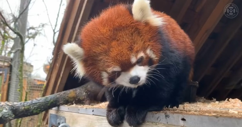 Meet Moshu, the Red Panda with a case of the munchies