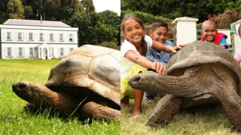 Jonathan the 190-year-old tortoise is officially announced as the ...