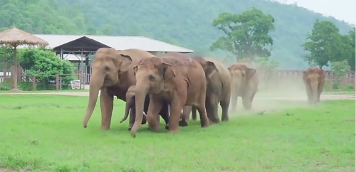 The group of elephants run to greet the rescued baby elephant