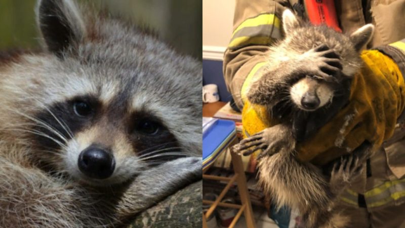 Look at these lovely photos of raccoon ’embarrassed’ of stealing food ...