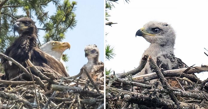 Ágila caught a baby hawk for dinner and ended up killing it