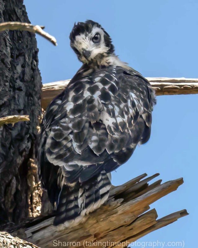 Ágila caught a baby hawk for dinner and ended up killing it