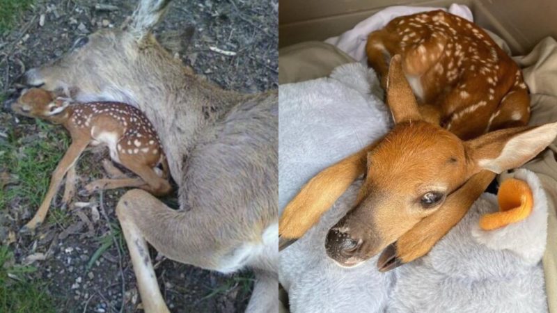 Baby deer lies next his mom's body, praying she will come back to life