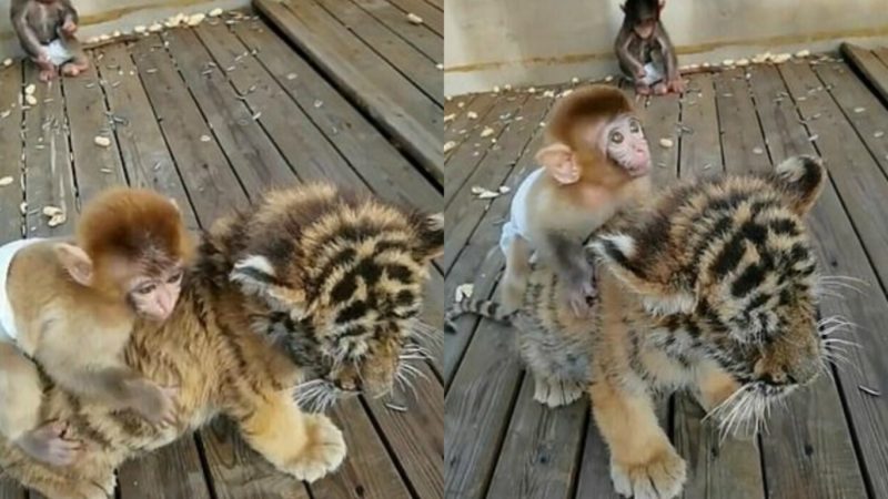 How adorable and sweet: a baby monkey riding a tiger cub