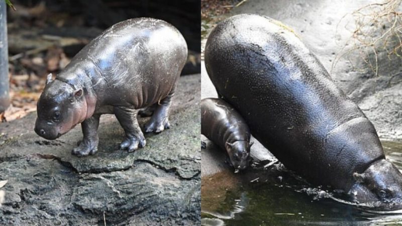 A pygmy hippo was born in Sydney, which is a minor miracle
