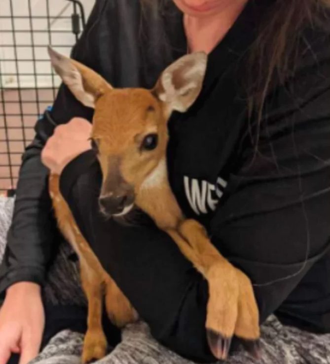 Baby deer lies next his mom's body, praying she will come back to life