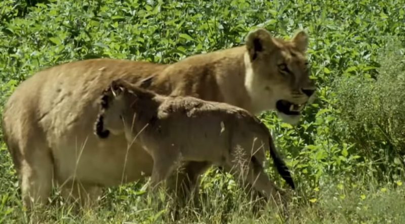 In the wild, a rebel lioness was spotted defending a newborn wildebeest