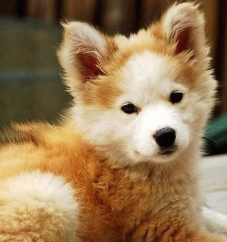 A "regular Mutt" pup is rescued by a guy who later learns that she is ...