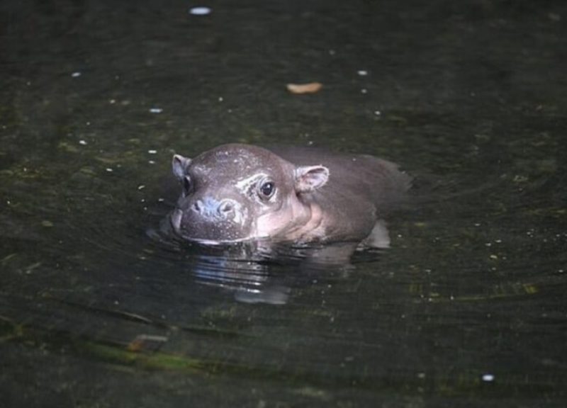 A pygmy hippo was born in Sydney, which is a minor miracle
