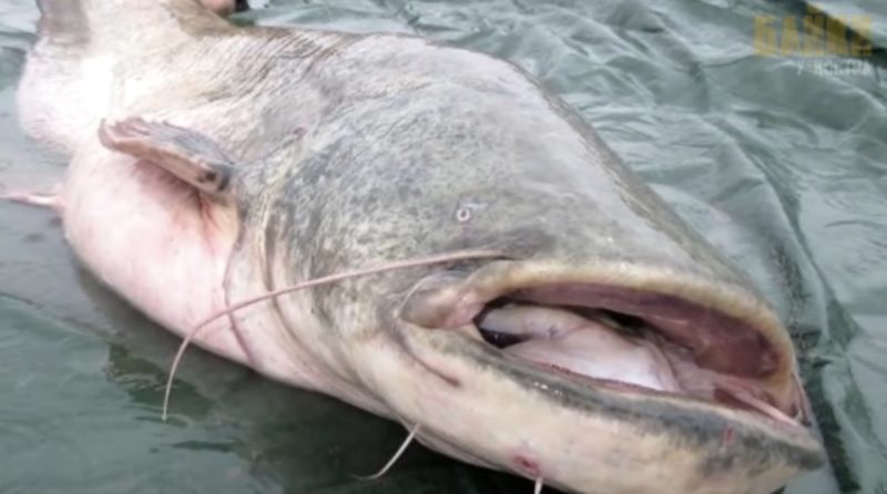 Fishermen fainted after they found out what was actually inside the ...