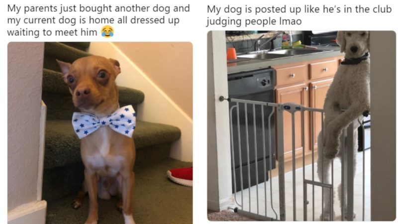 These 7 adorable dog tweets that will brighten your day