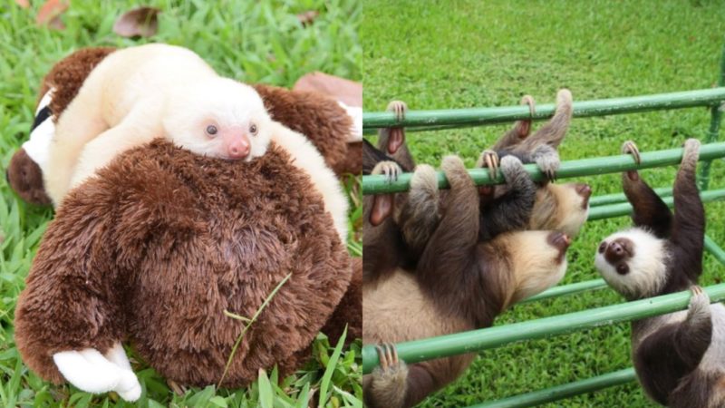 It's fascinating to watch these group of baby sloths in rescue having a ...