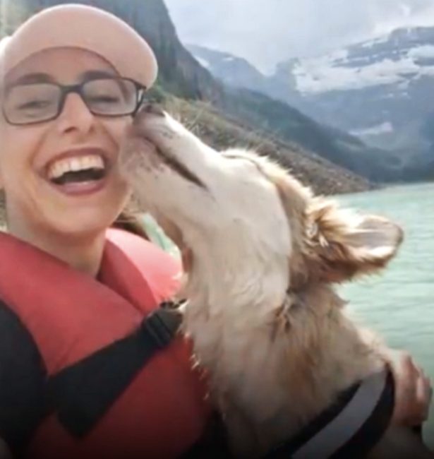 Abandoned Husky sat frozen in terror in a nook while the other animals ...