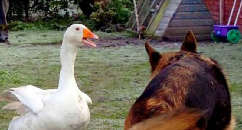 Nobody even dared to feed the aggressive dog in the shelter, but a ...
