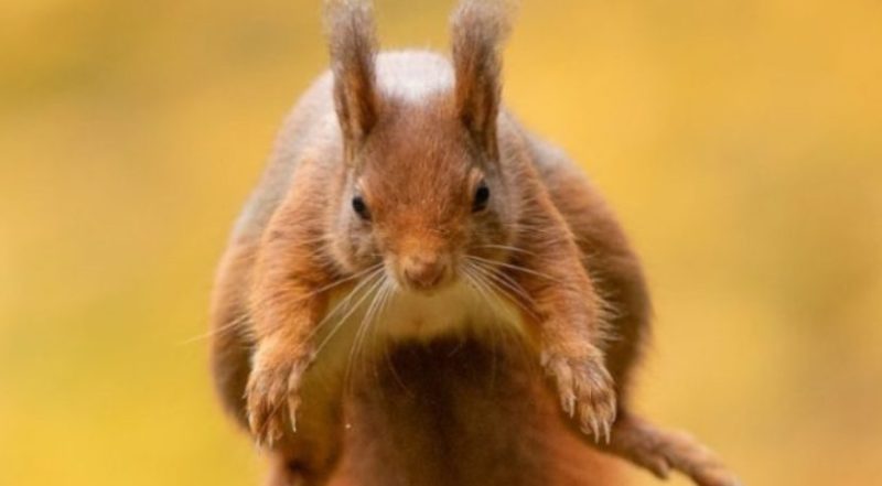 We captured the invisible beauty of squirrels