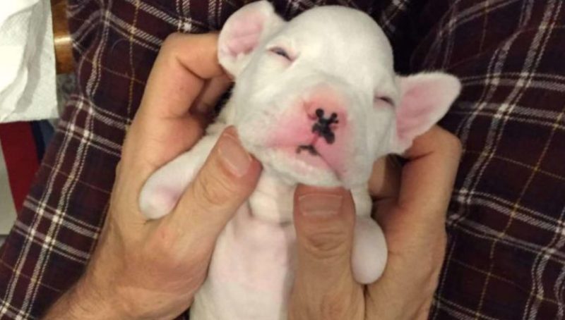 The legless dog loves snuggling up to his dad